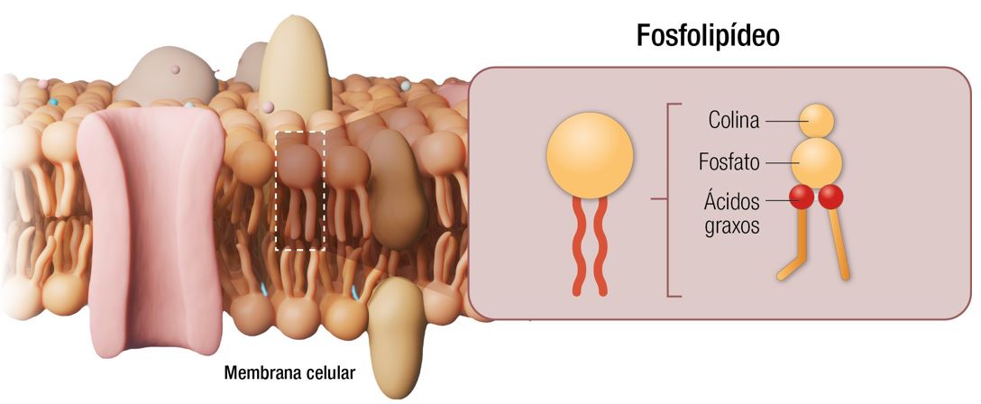 FOSFATIDILCOLINA: Ajuda para o Fígado - Blog MedicinalnaWeb