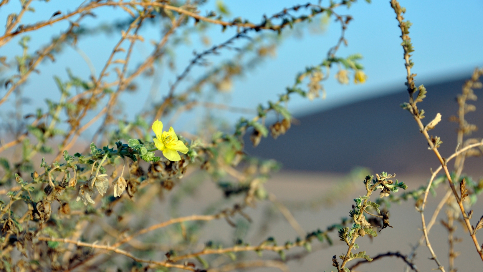 Tribulus Terrestris: Para que serve? - Blog MedicinalnaWeb